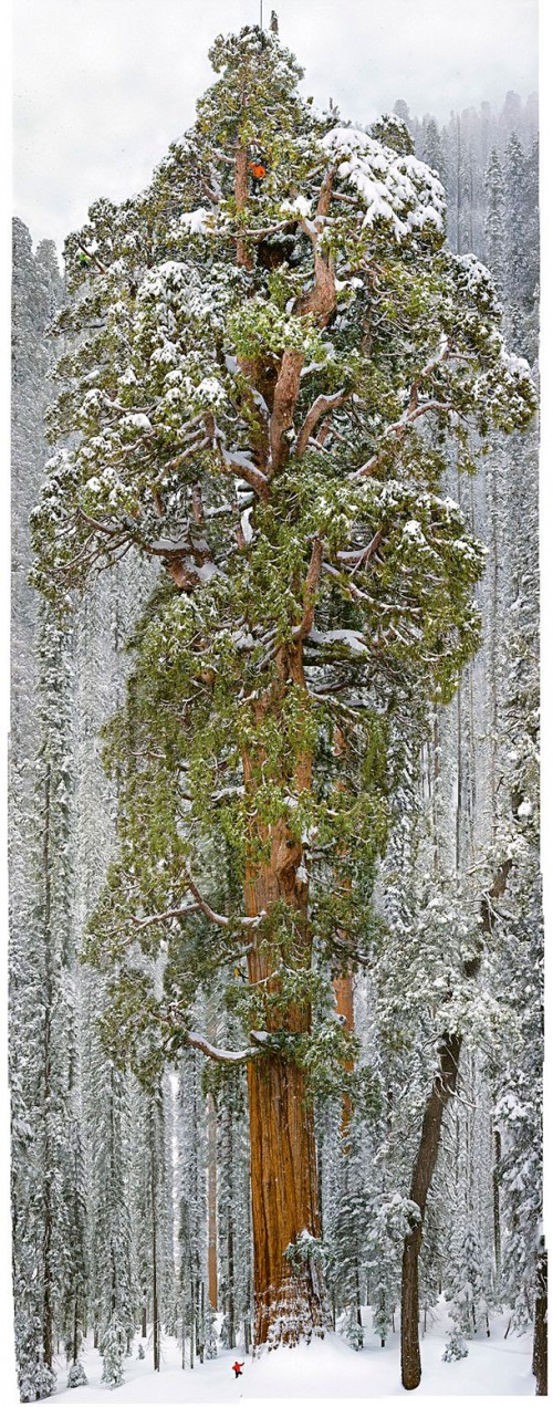 The President tree is 3200 years old! It’s SO big that it has never ...
