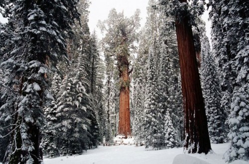 The President tree is 3200 years old! It’s SO big that it has never ...