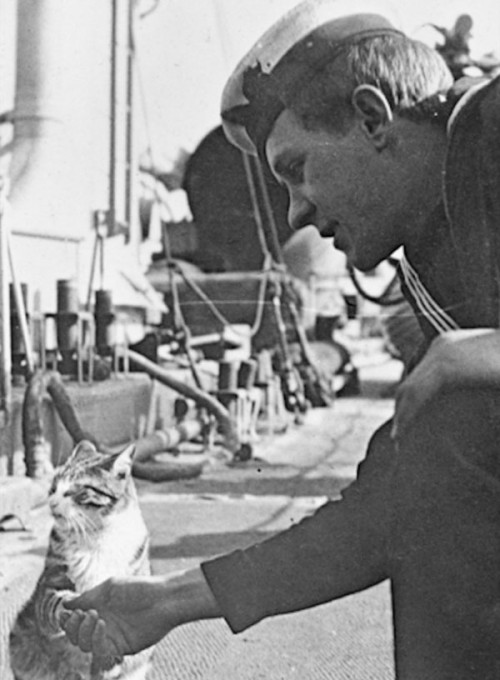 The Brave Cats Who Helped Soldiers Win World War I - Atchuup! - Cool ...