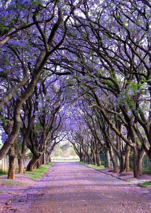 23 Stunning Streets Around The World Beautifully Decorated By Trees And ...