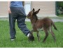 15 Facts About Mini Donkeys That Will Make You Want One More Than a ...