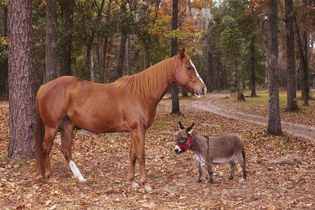 15 Facts About Mini Donkeys That Will Make You Want One More Than a ...