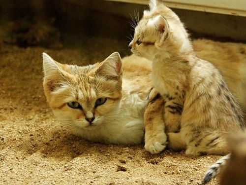 Meet The Sand Cats -- The Unbearably Adorable Felines That Stay Kitten ...