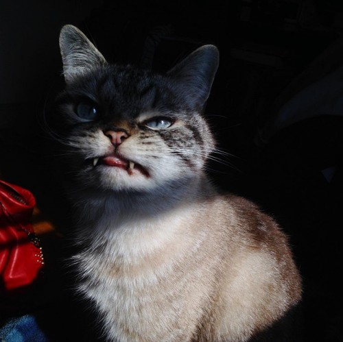 Meet Loki, The Adopted "Vampire Cat" With The Most Evil Look Ever ...