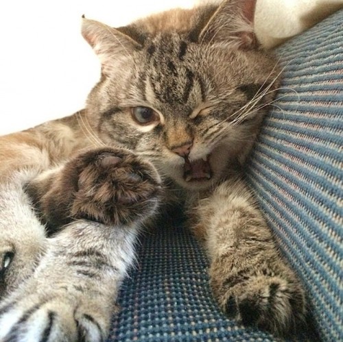 Meet Loki, The Adopted "Vampire Cat" With The Most Evil Look Ever ...